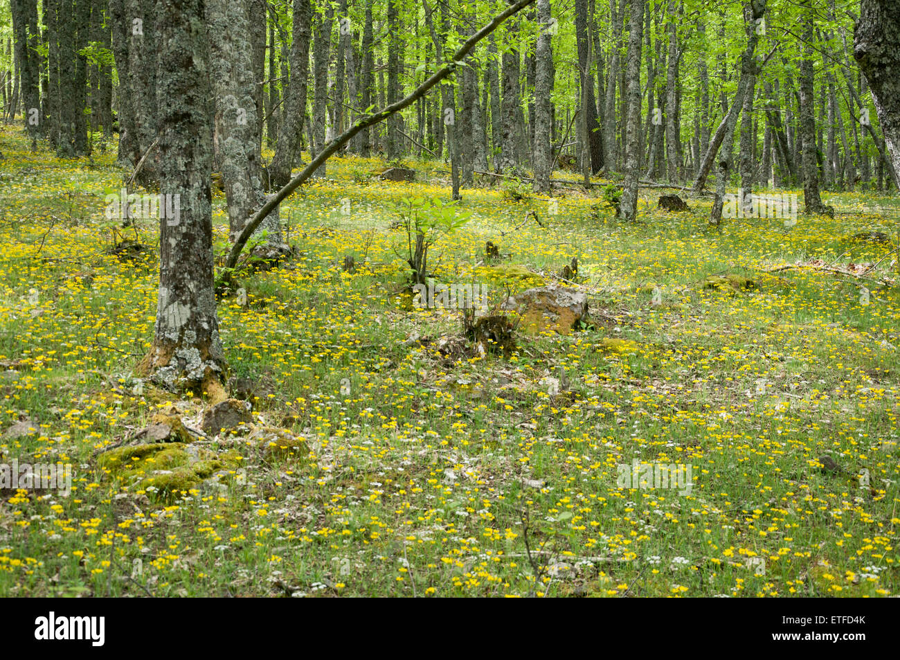 Chestnut grove hi-res stock photography and images - Alamy