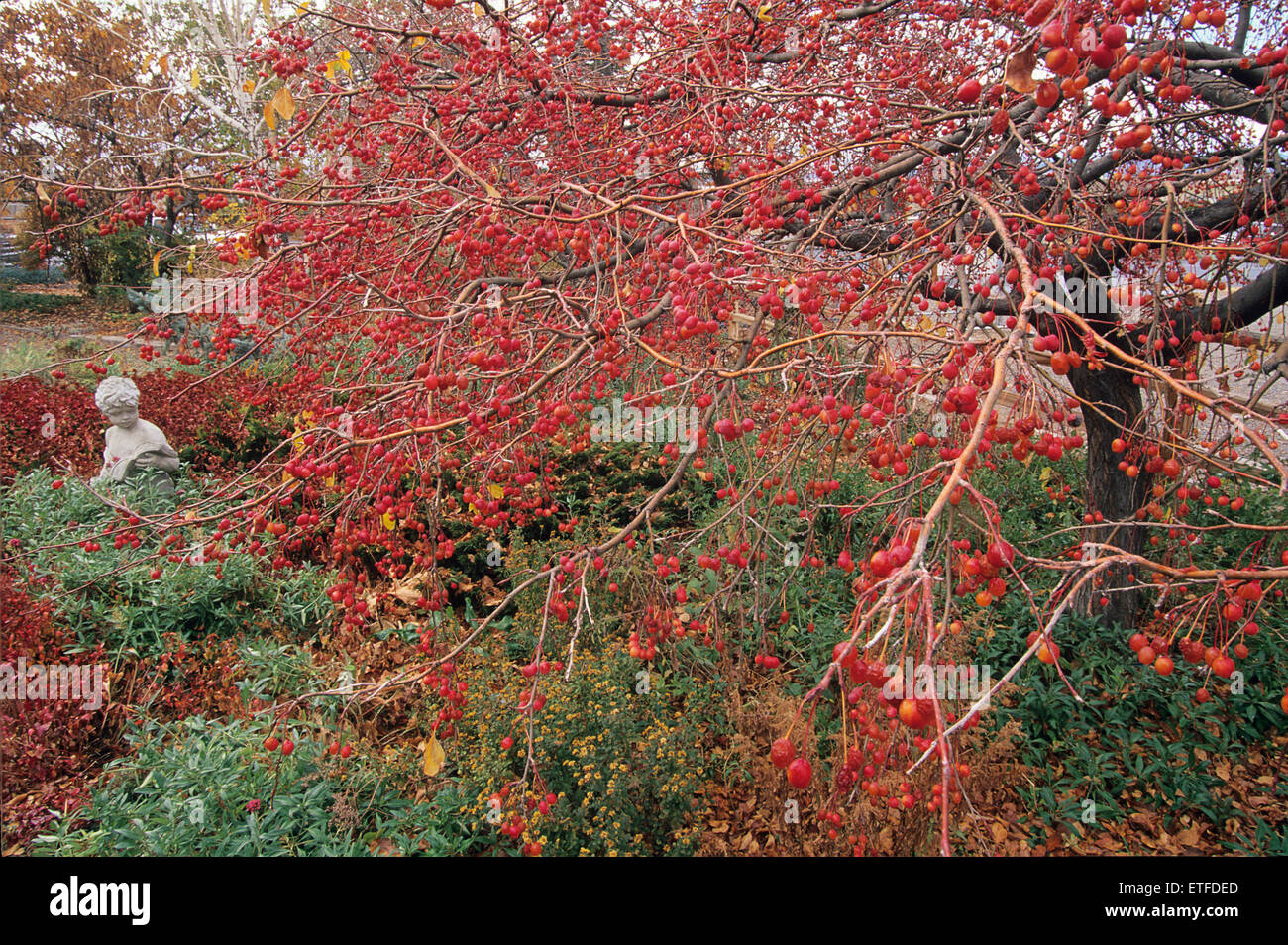 Red Jade Crabapple High Resolution Stock Photography and Images - Alamy