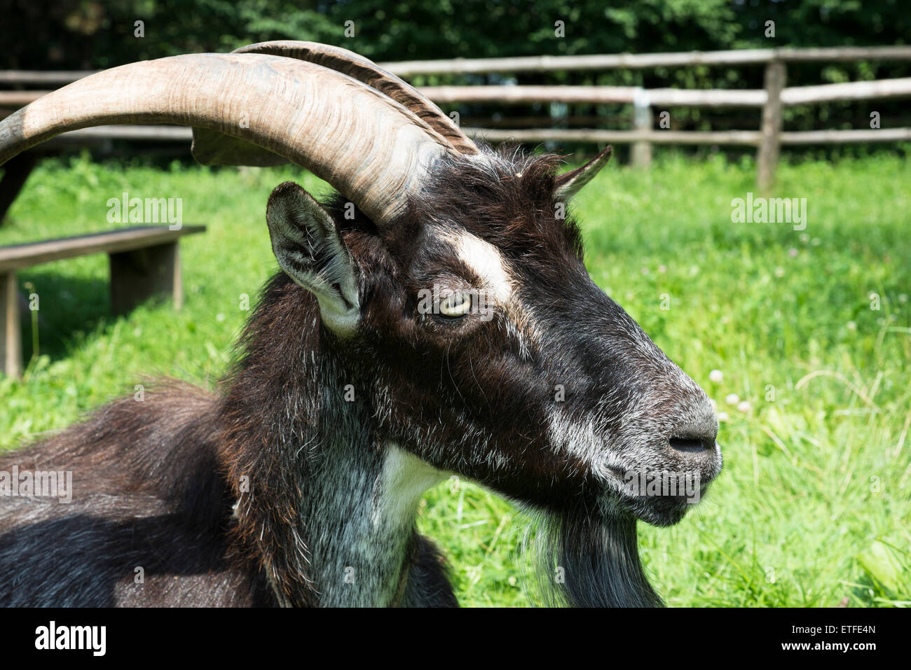 Lublin goat hi-res stock photography and images - Alamy