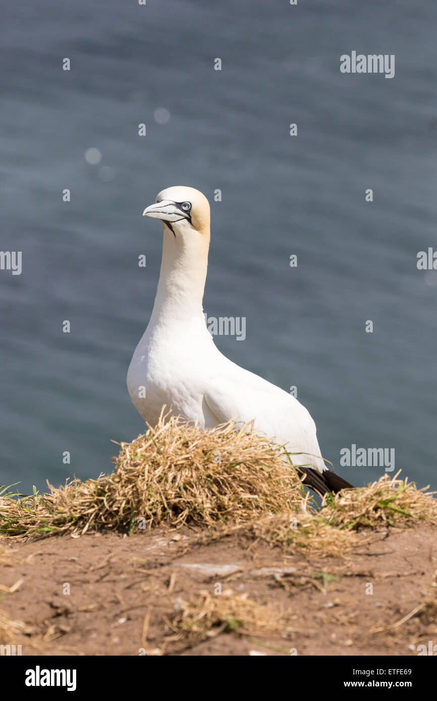 Gannets at Bempton Cliffs, East Riding of Yorkshire, England Stock ...