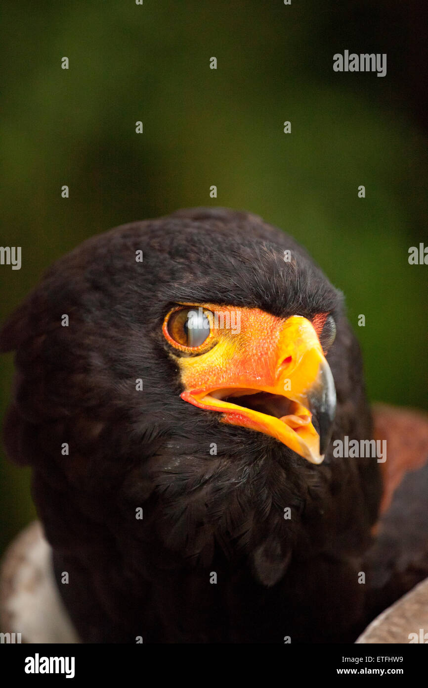 Bird blinking hi-res stock photography and images - Alamy