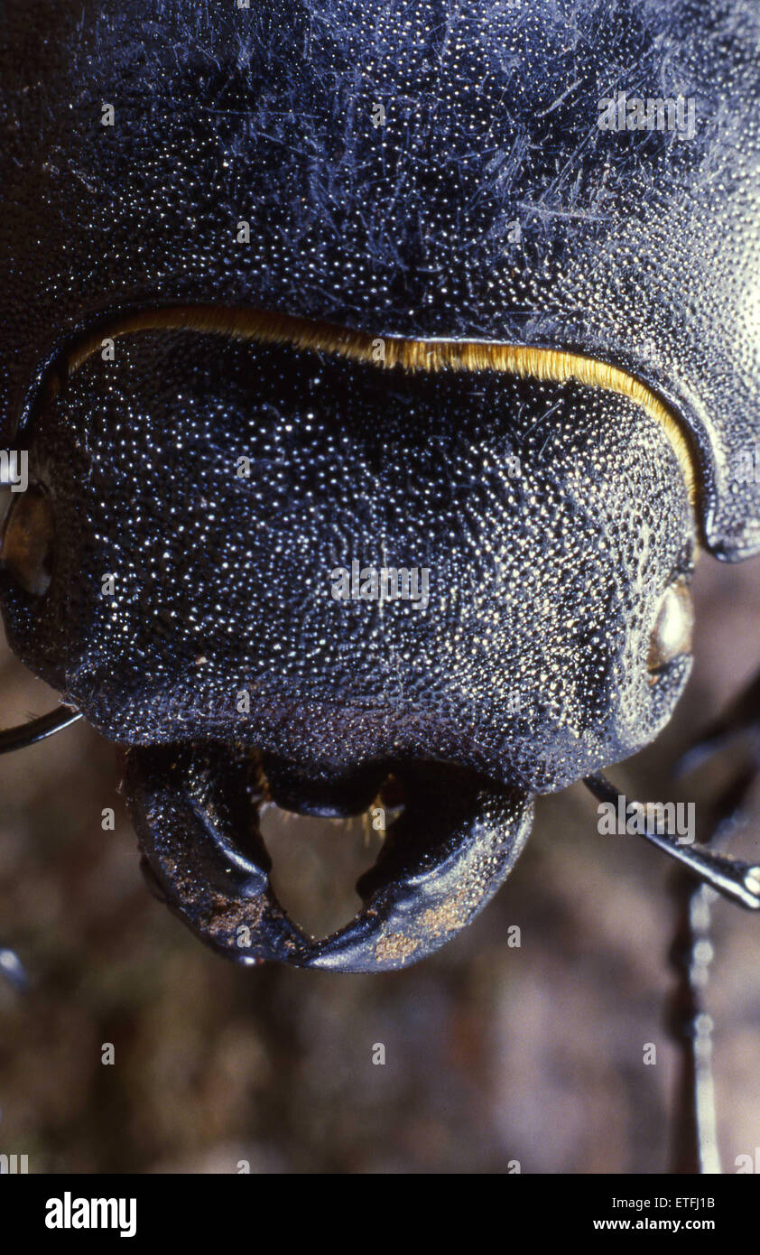 Carapace beetle hi-res stock photography and images - Alamy