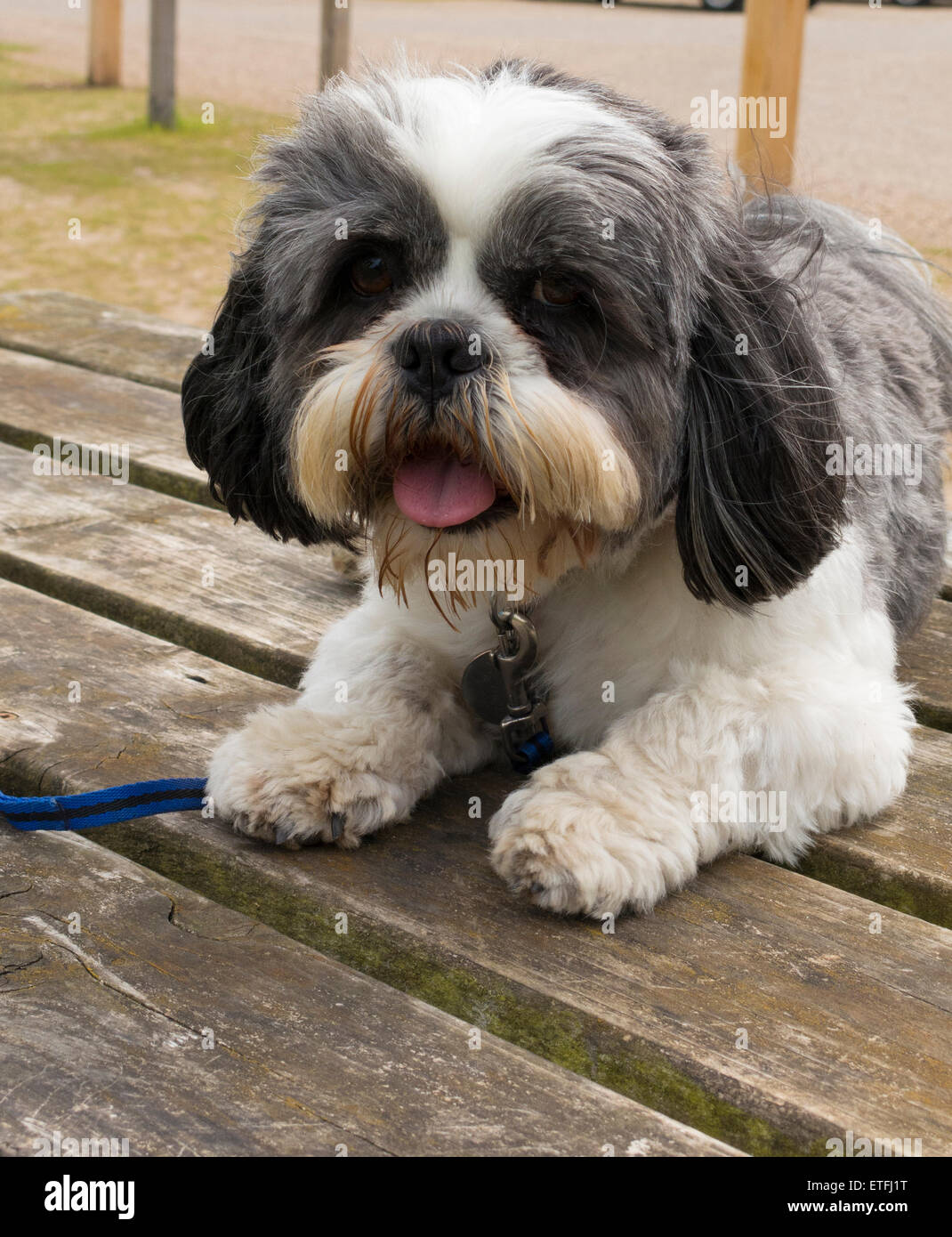 Lhasa Apso dog resting Stock Photo - Alamy