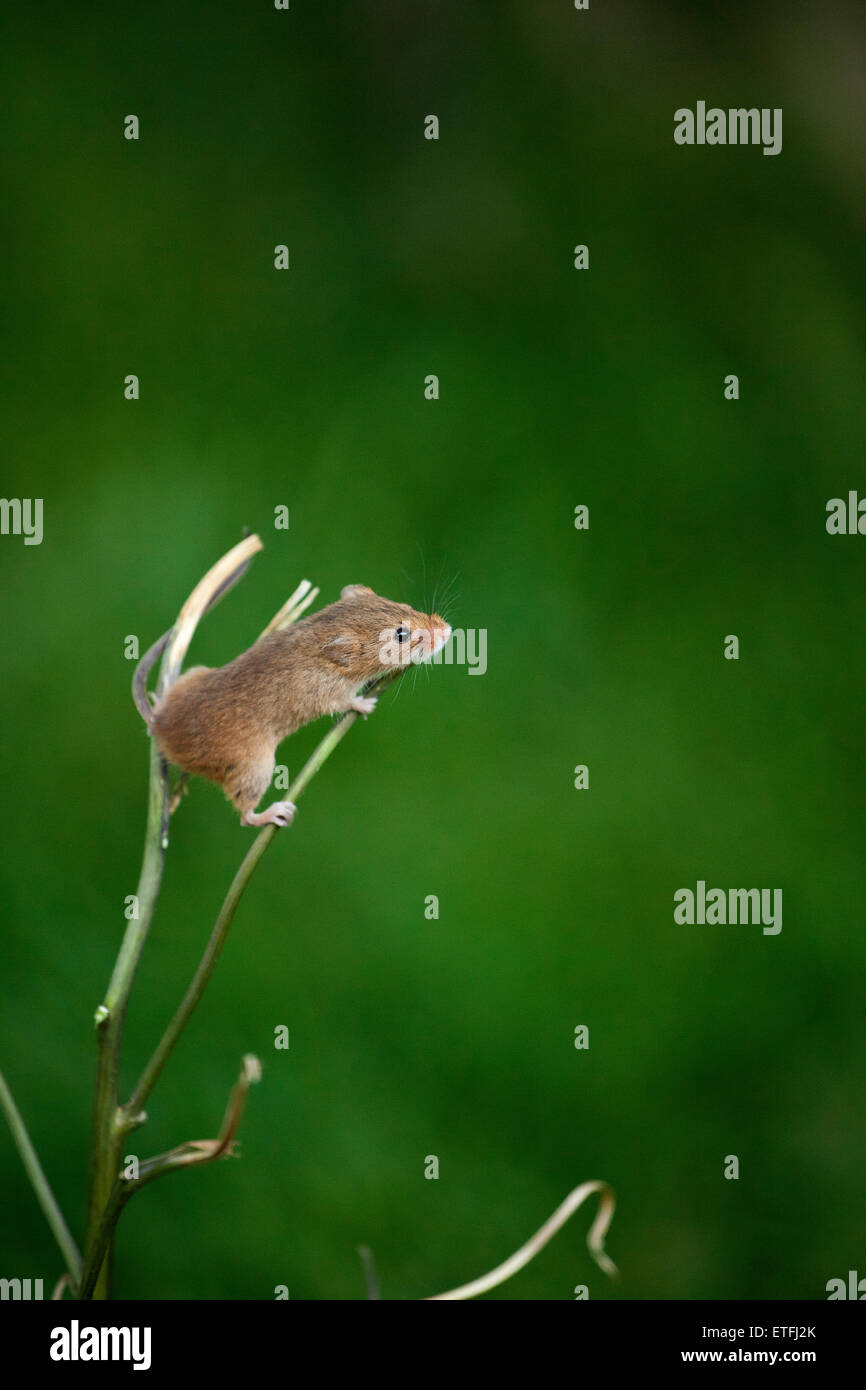 Harvest mouse hi-res stock photography and images - Alamy