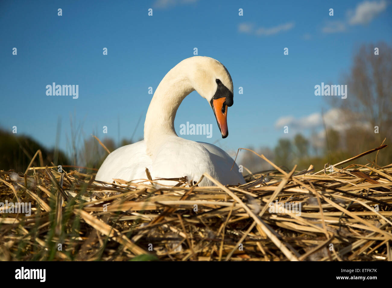 Female swan hi-res stock photography and images - Alamy