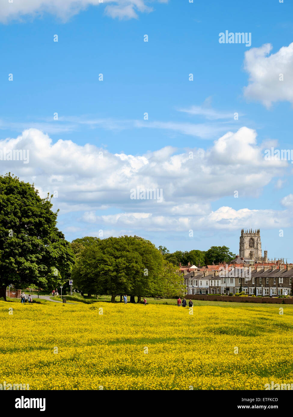 Beverley seen from the Westwood in May with buttercups in bloom. Willow ...