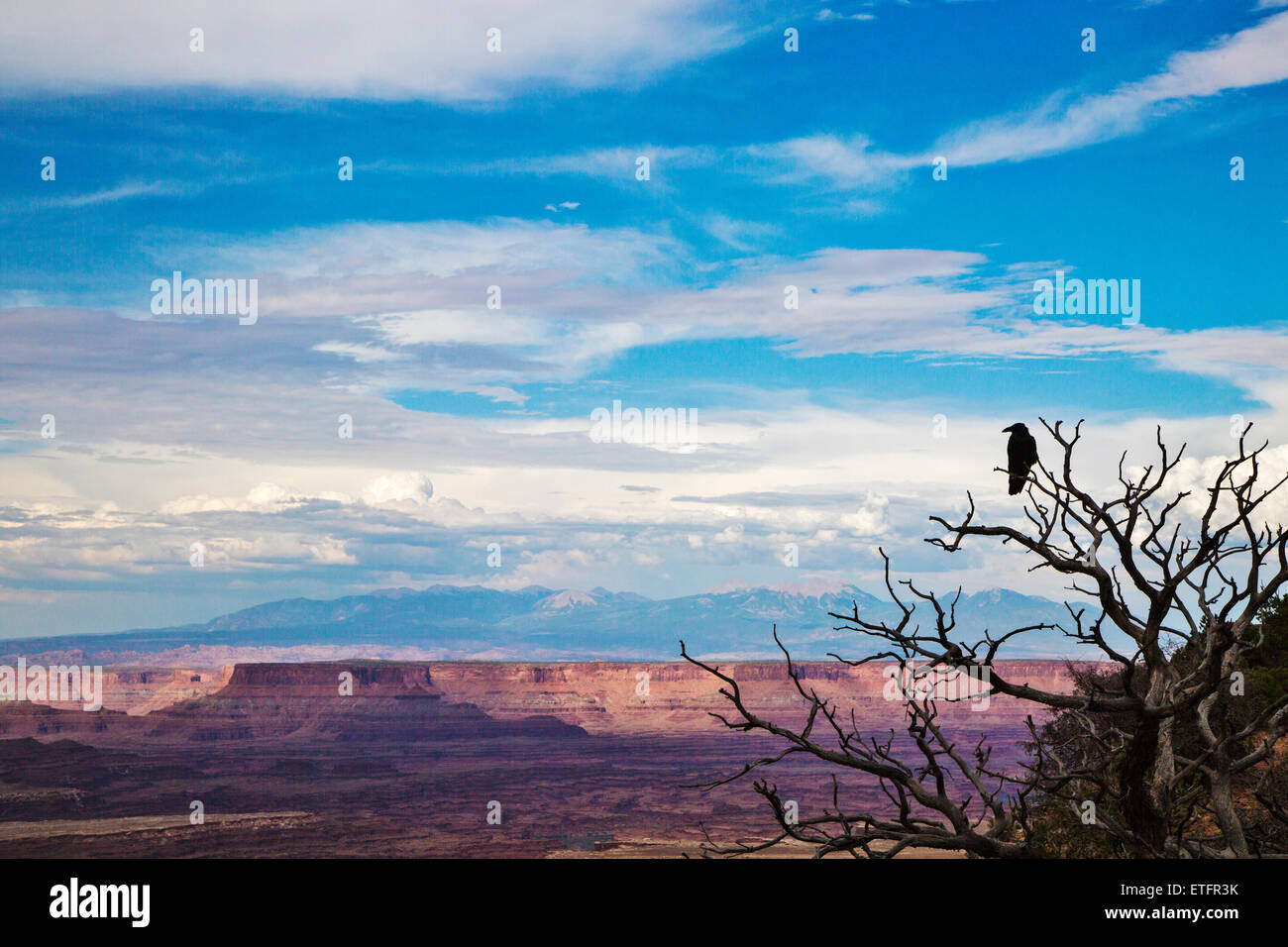 Raven in dead tree hi-res stock photography and images - Alamy