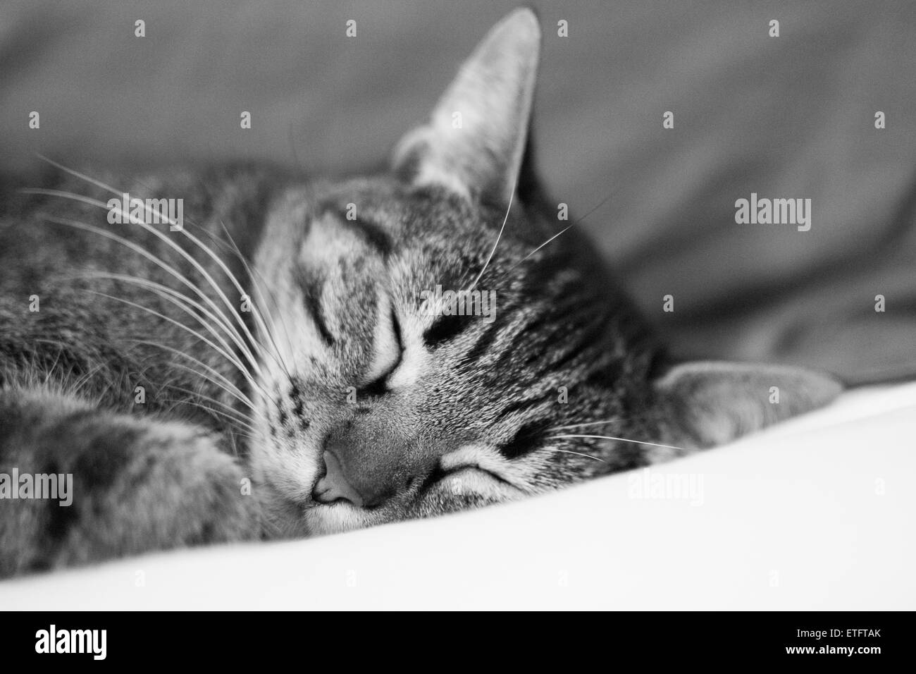 Black cat sleeping bed bed hi-res stock photography and images - Alamy