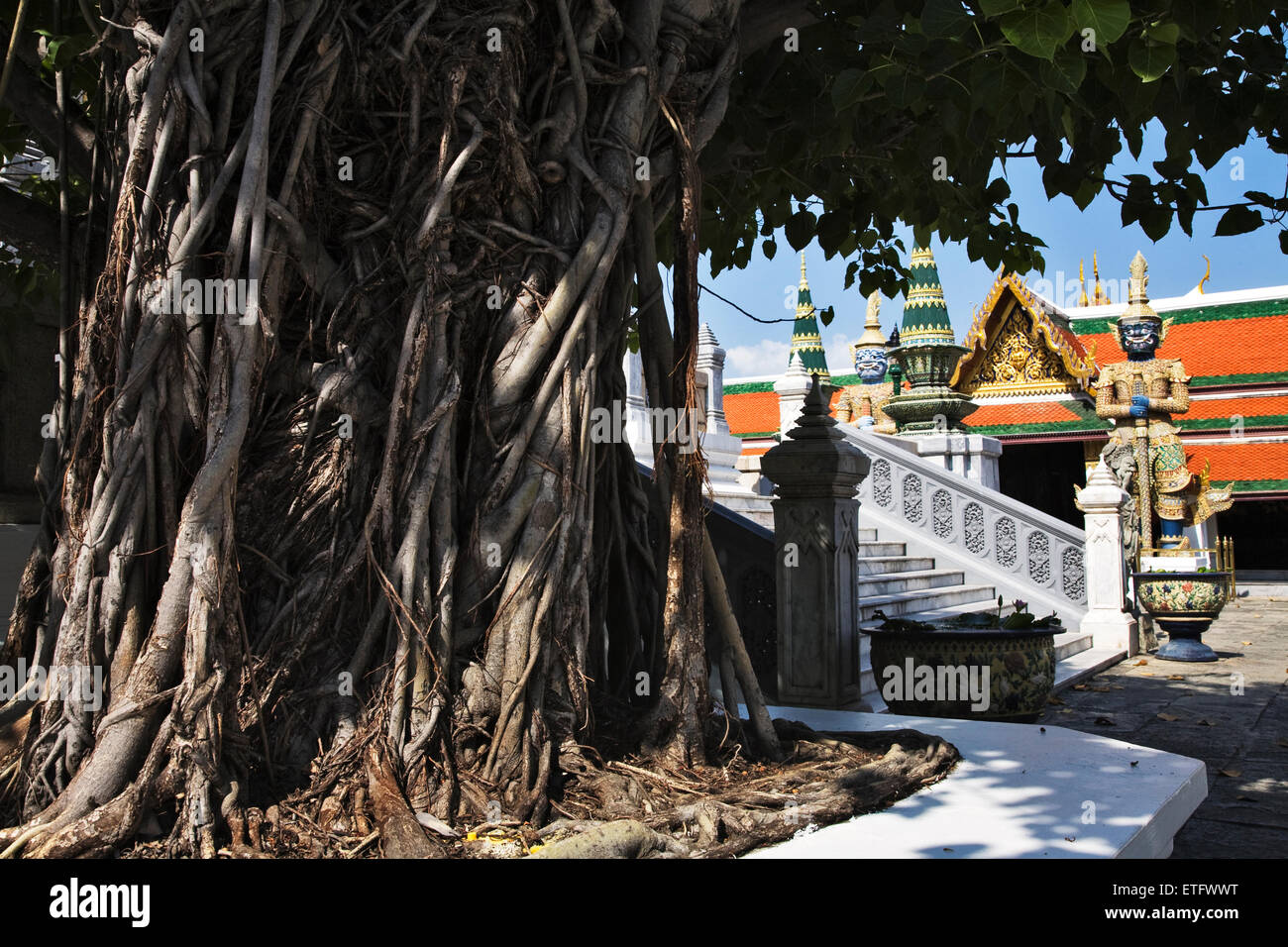 A large Bodhi tree in the courtyard of the Grand Palace in Ko ...