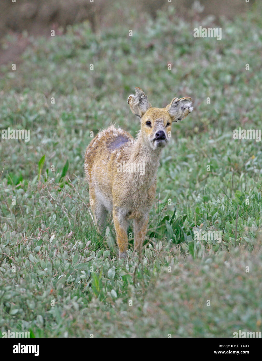 Chinese water deer hydropotes hi-res stock photography and images - Alamy