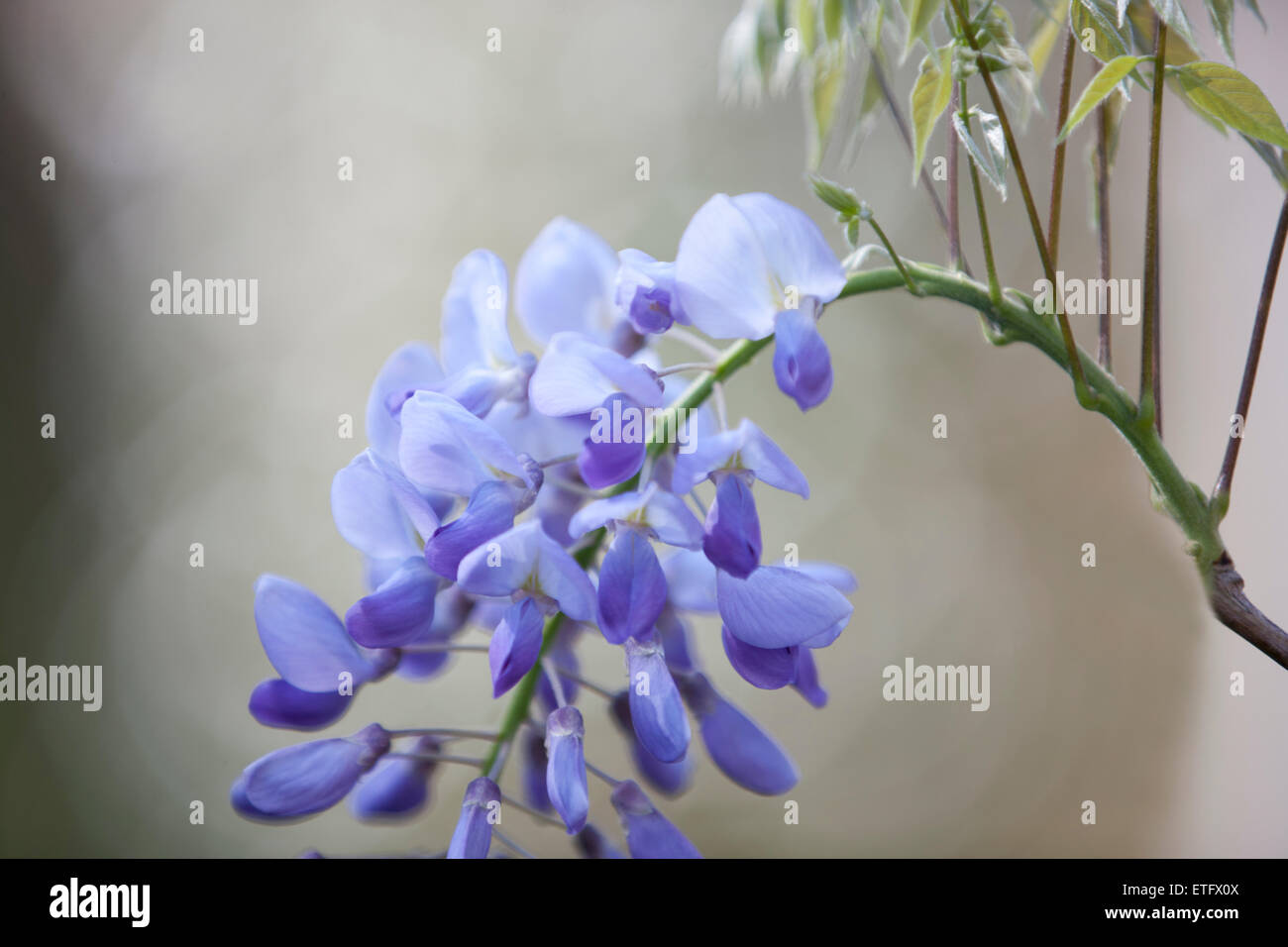 Wisteria Flowers Not Opening at Anita Sosebee blog