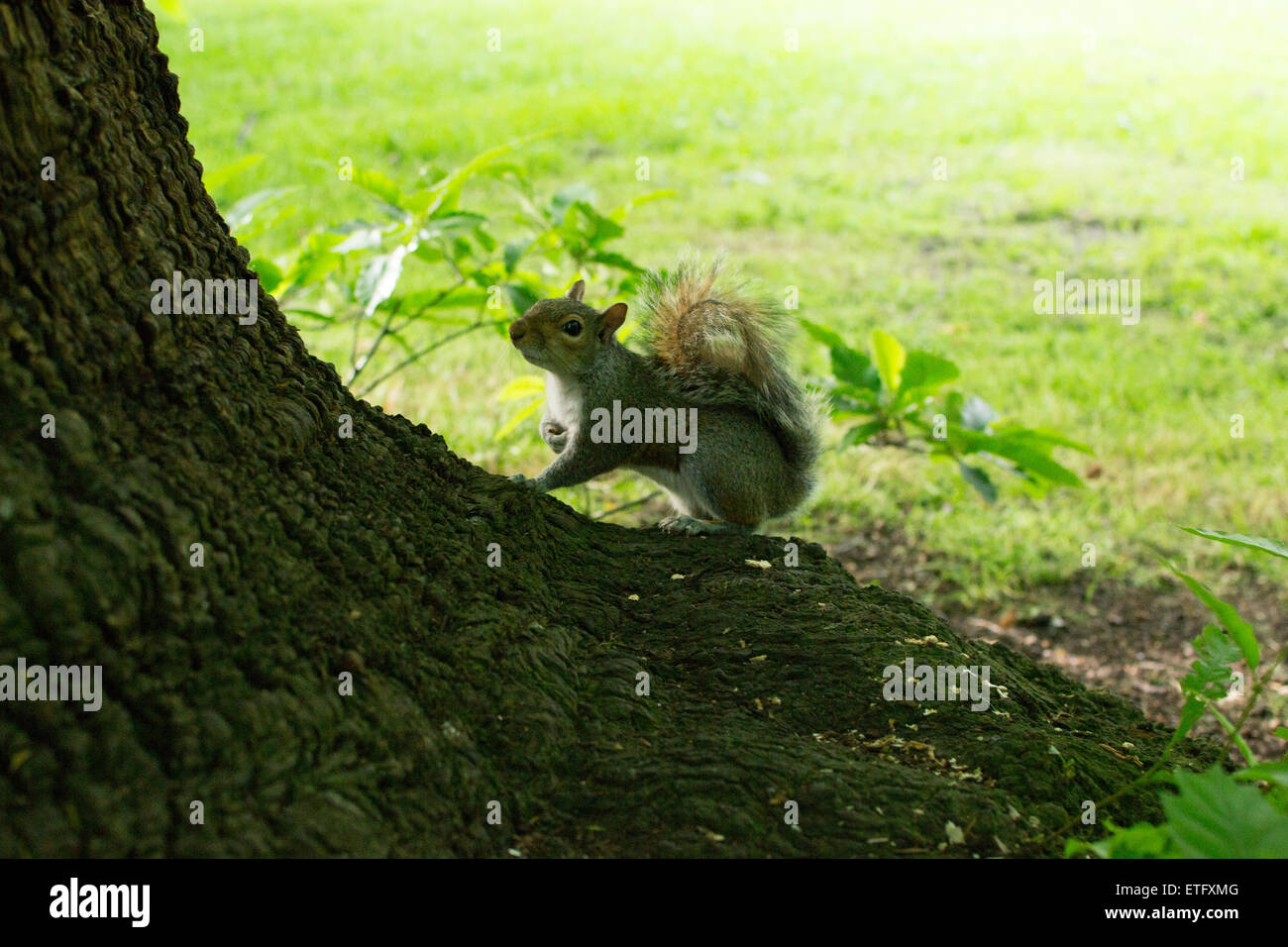 squirrel climbing a tree Stock Photo - Alamy