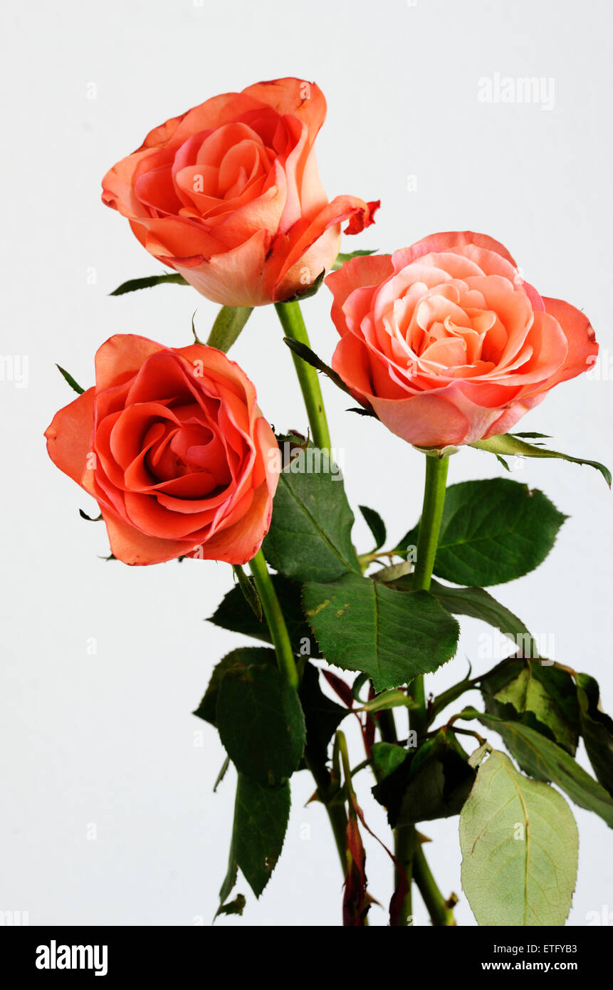 three pink roses with green leaves on a neutral background Stock Photo ...