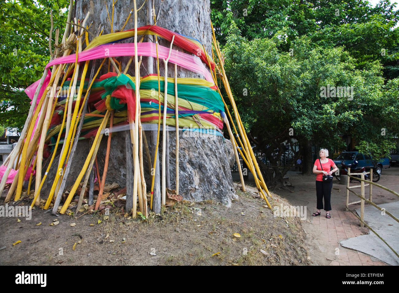 Rubber tree hi-res stock photography and images - Alamy