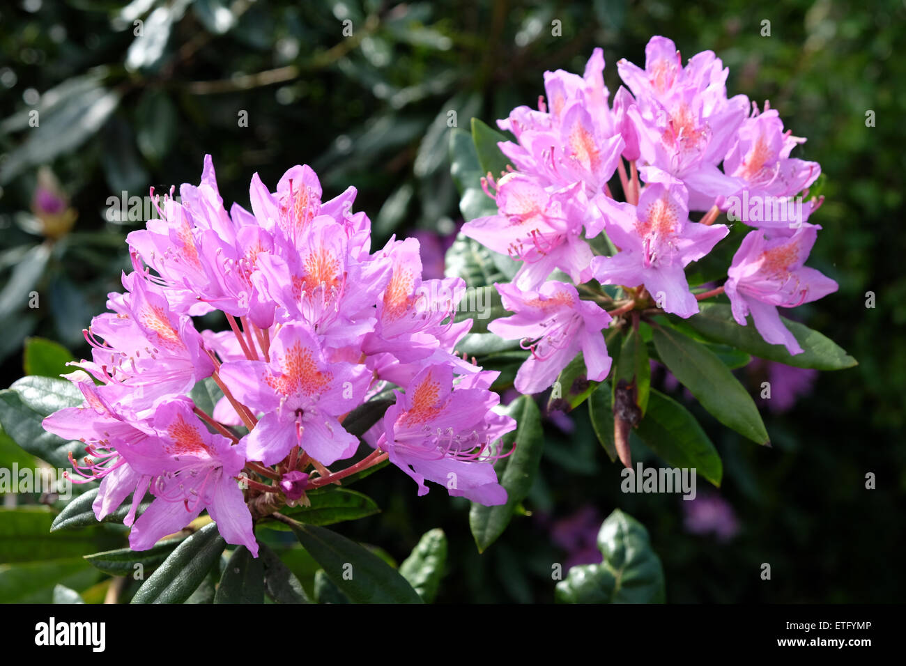 rhododendrons flowering in spring Stock Photo - Alamy