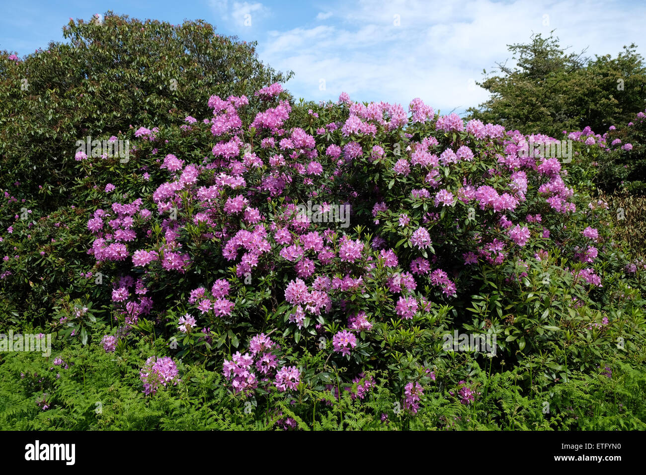 rhododendrons flowering in spring Stock Photo - Alamy