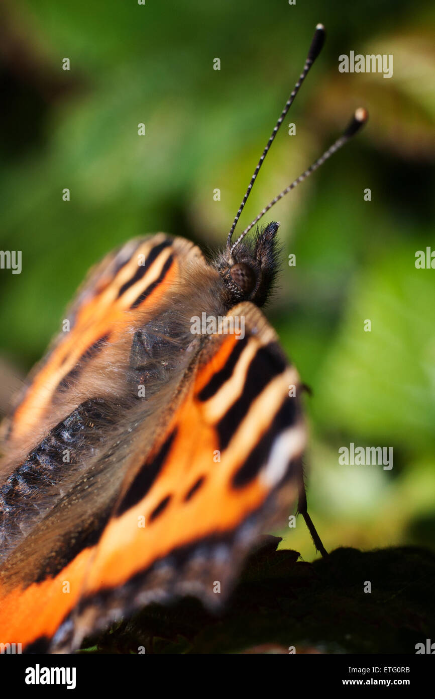 Small Tortoiseshell butterfly close up Stock Photo - Alamy