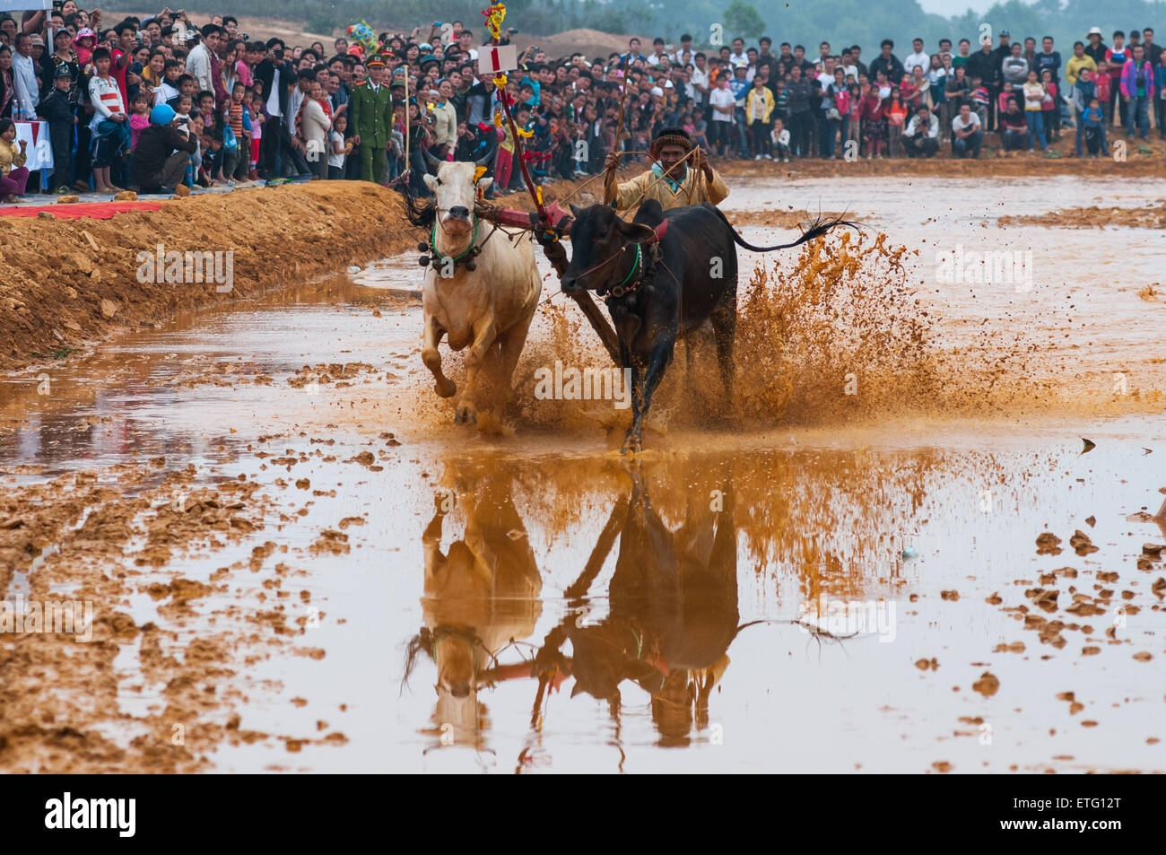 Khmer cow racing festival in An Giang, Vietnam. This event is ...