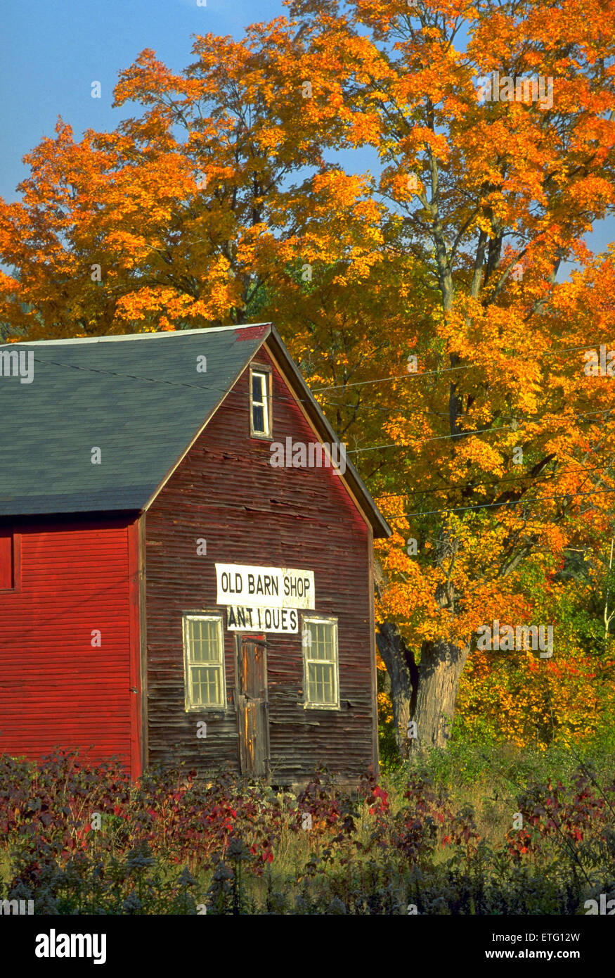 An old barn stands among colorful Fall foliage in Plainfield, New ...