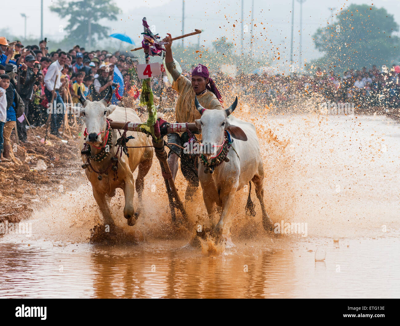 Khmer cow racing festival in An Giang, Vietnam. This event is ...
