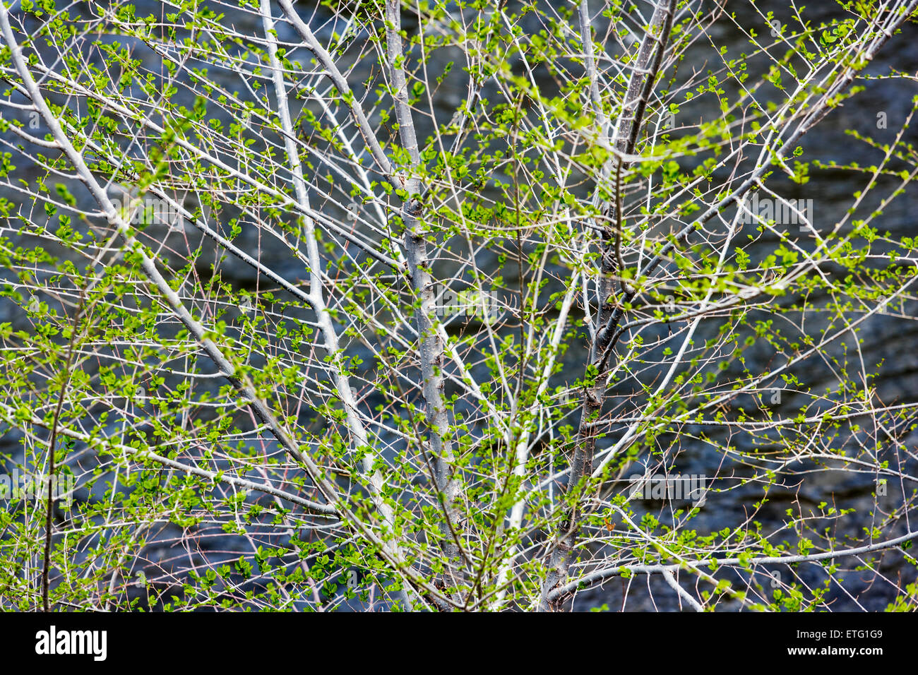 Close up of patterns in willows along the Arkansas River, Salida ...