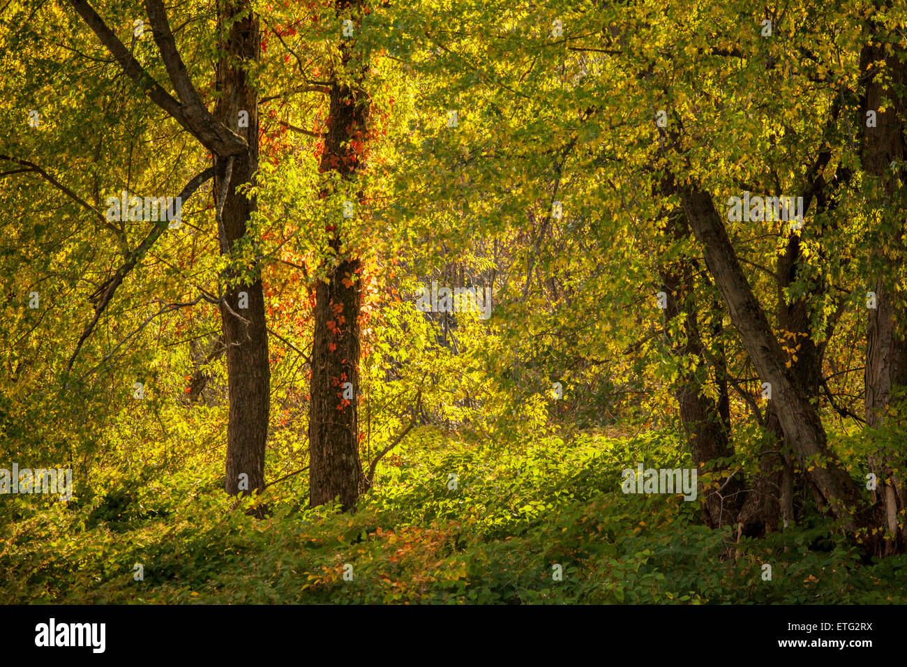 Late afternoon sunshine filters through colorful trees and ground ...