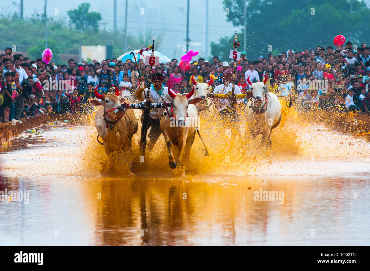 Khmer cow racing festival in An Giang, Vietnam. This event is ...