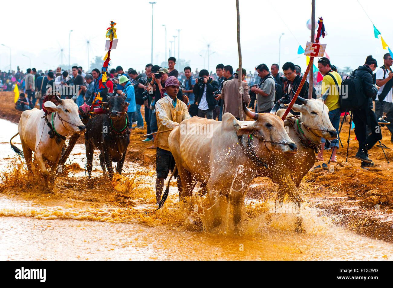 Khmer cow racing festival in An Giang, Vietnam. This event is ...