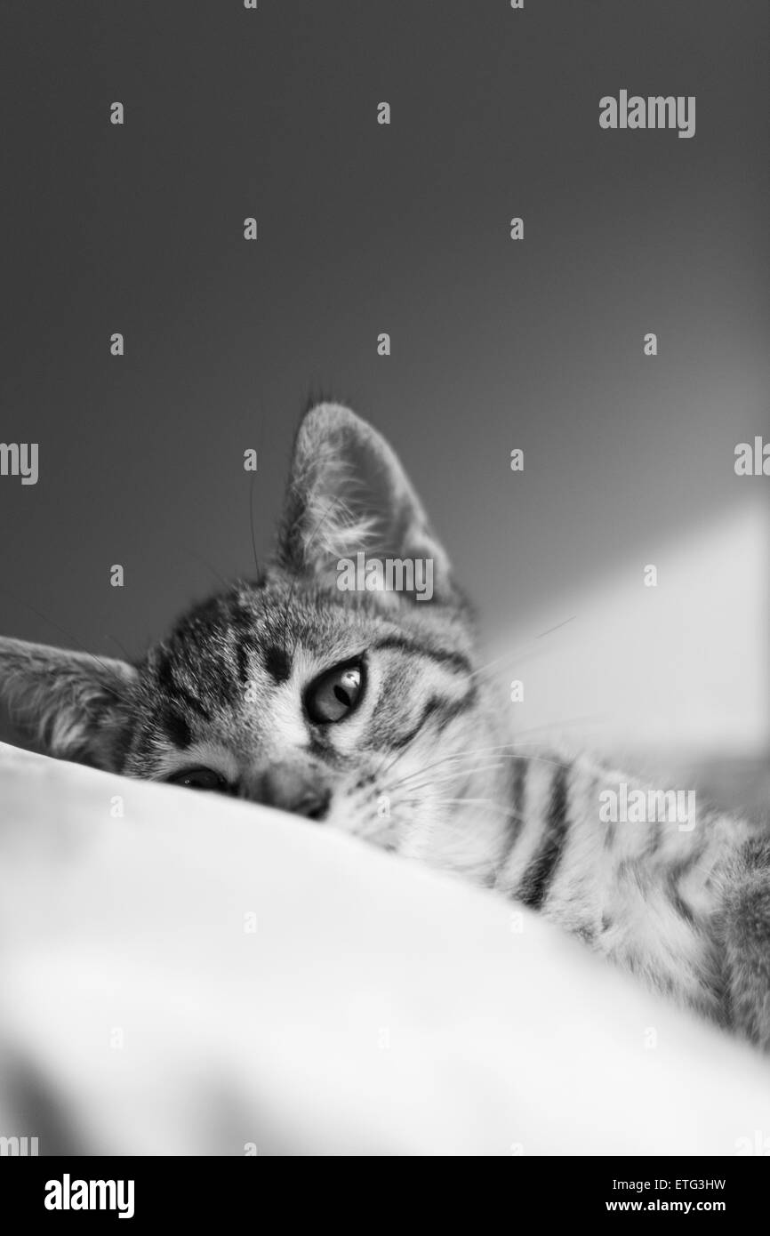 Kitten laying on a bed Stock Photo - Alamy