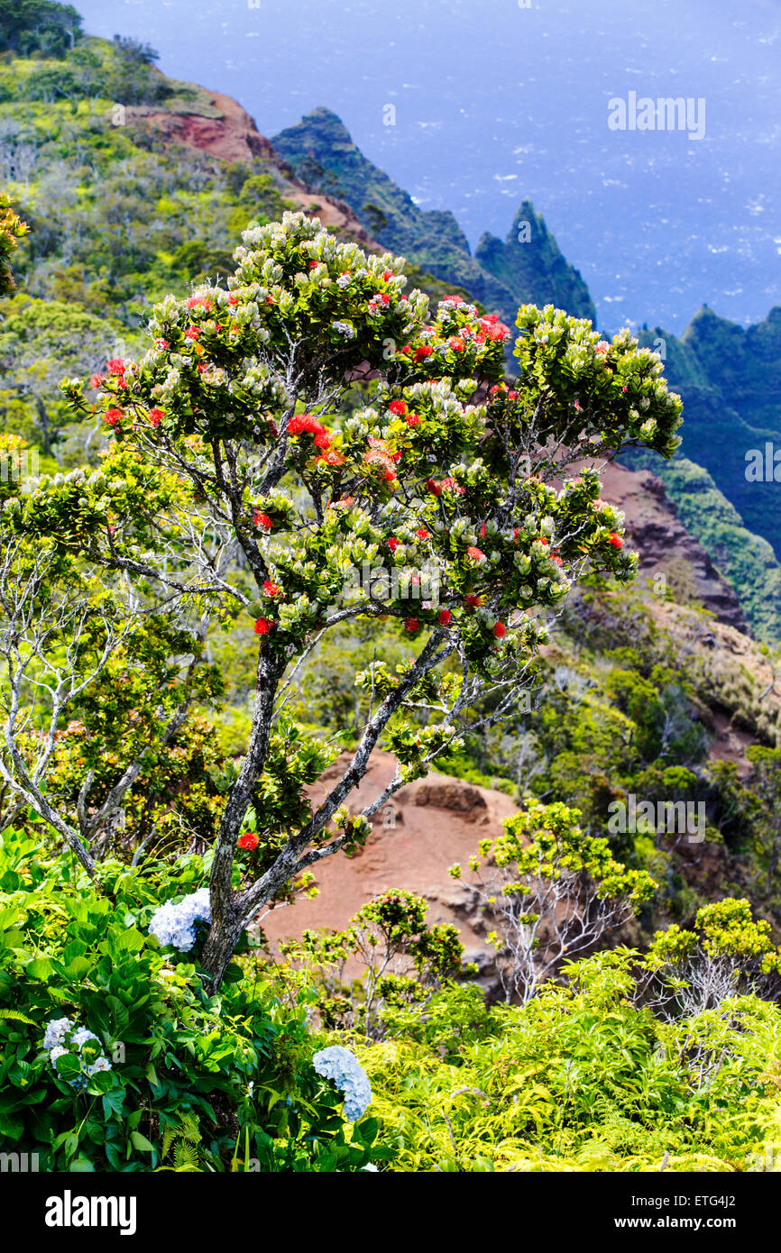 Ohia lehua tree hi-res stock photography and images - Alamy