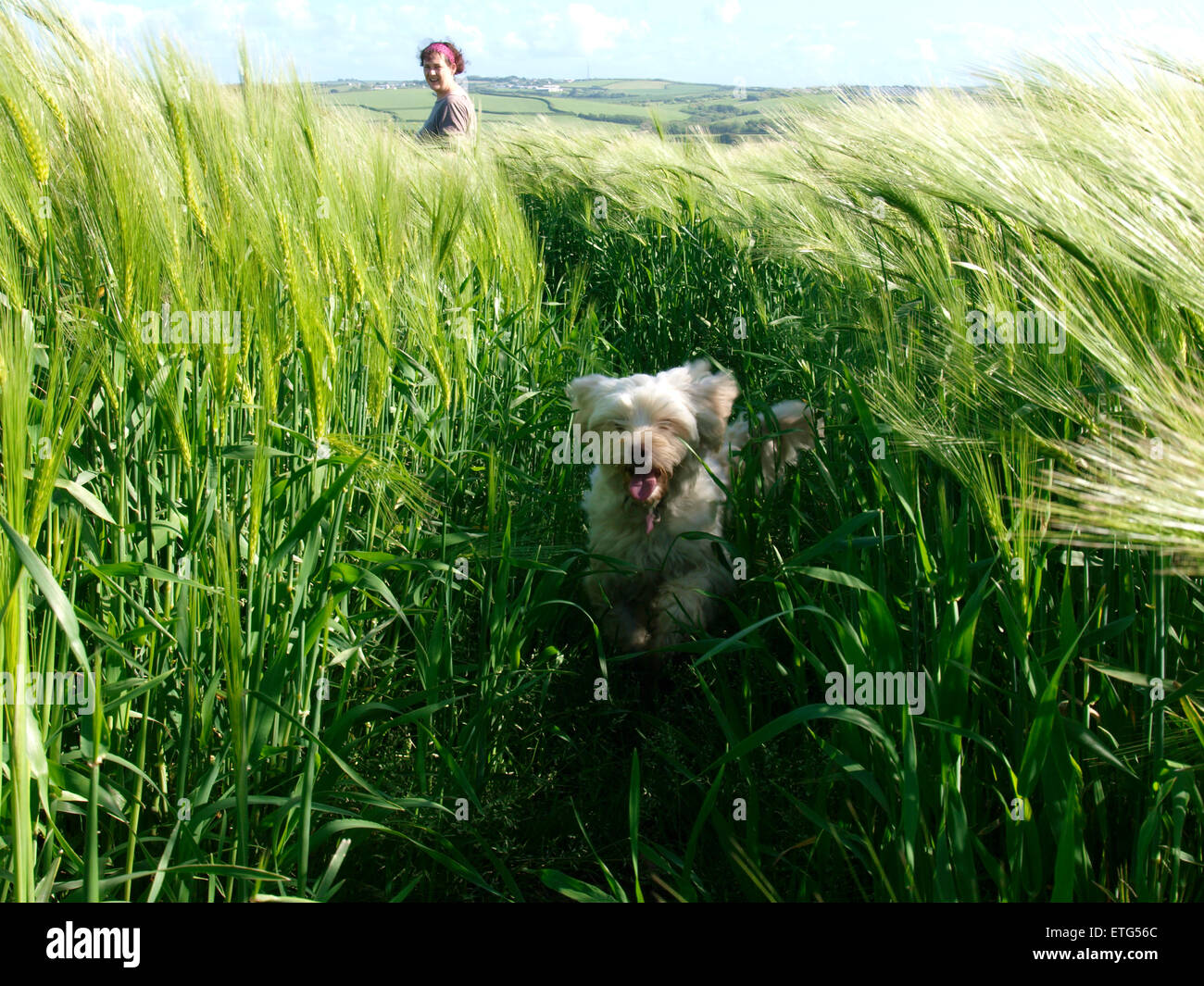Small dog running through a barley crop field, Cornwall, UK Stock Photo ...