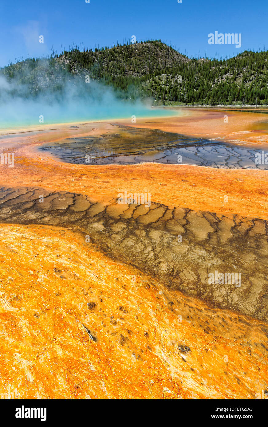 Beautiful cerulean geyser Grand Prismatic Spring in Yellowstone ...