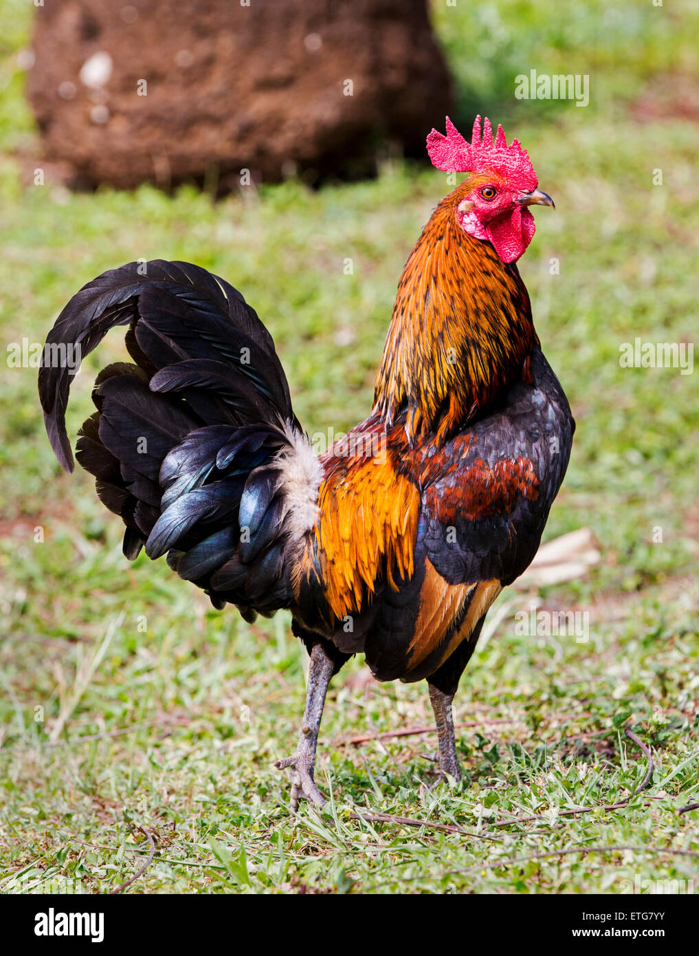Wild Roosters are common on Kauai, Hawaii, USA Stock Photo - Alamy