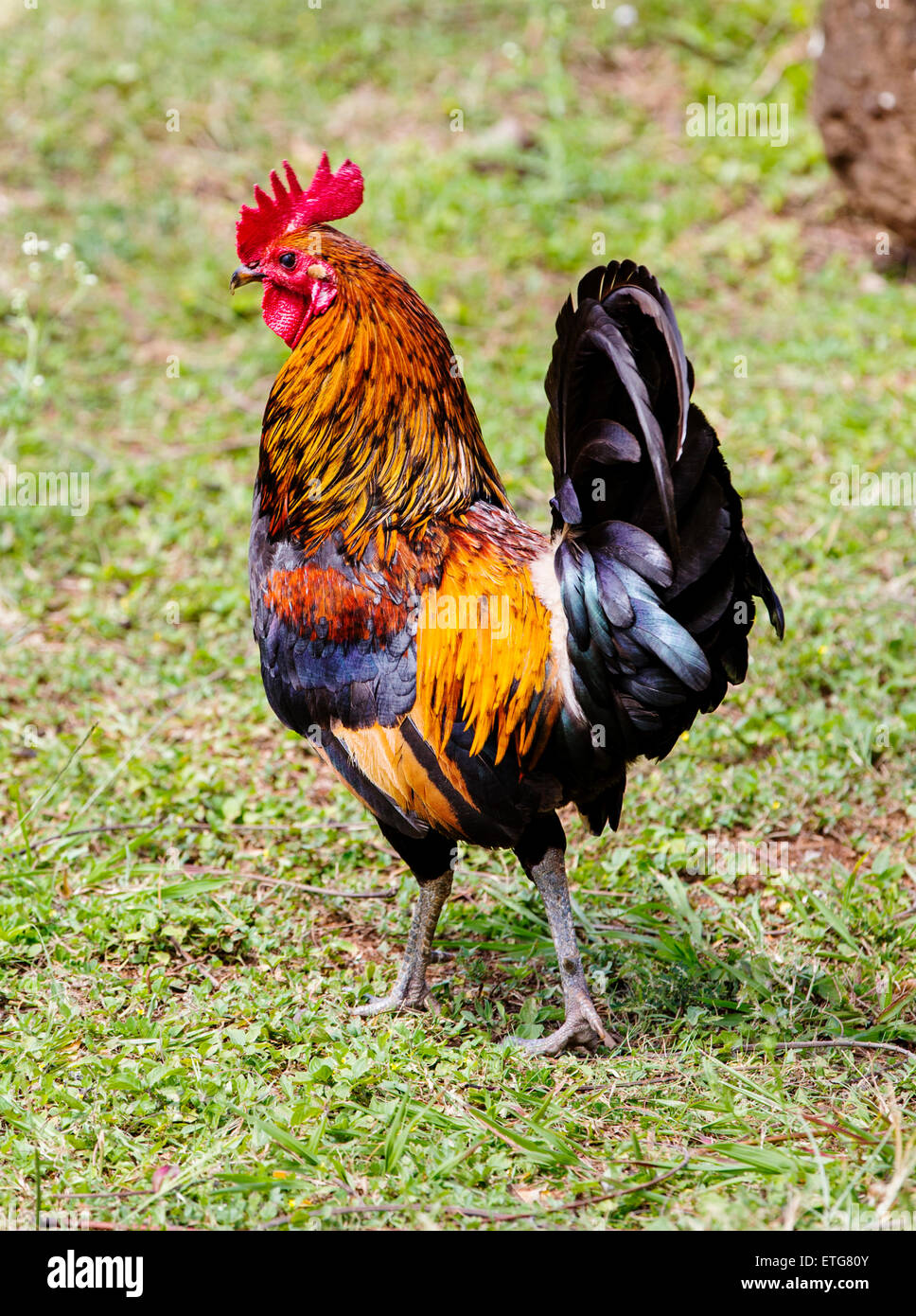 Wild Roosters are common on Kauai, Hawaii, USA Stock Photo - Alamy