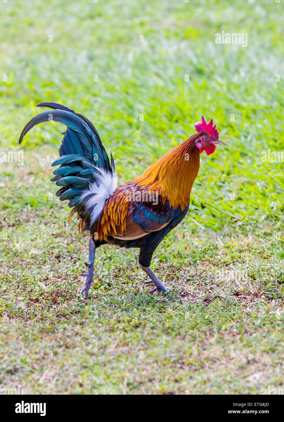 Wild Roosters are common on Kauai, Hawaii, USA Stock Photo - Alamy