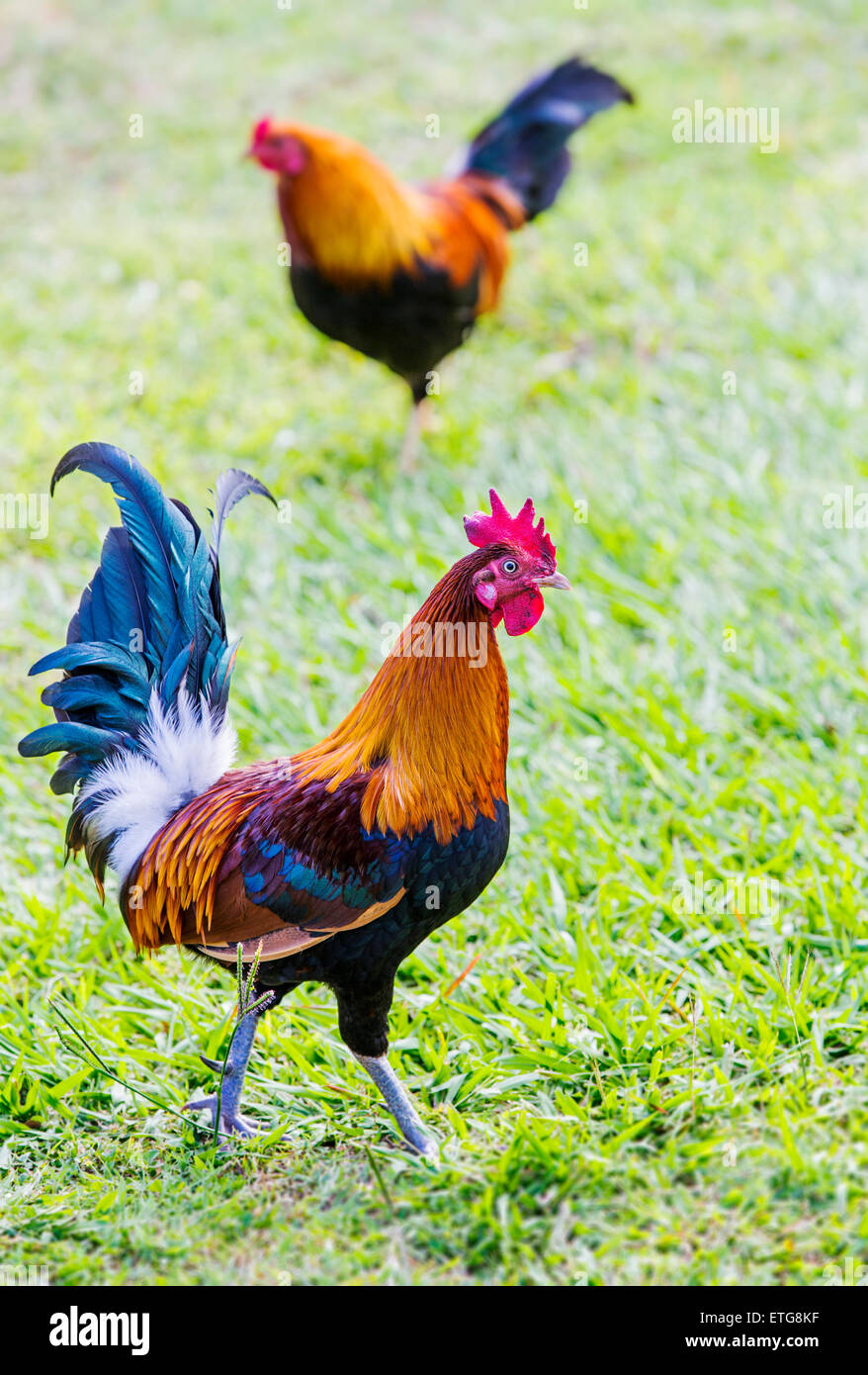 Wild Roosters are common on Kauai, Hawaii, USA Stock Photo - Alamy