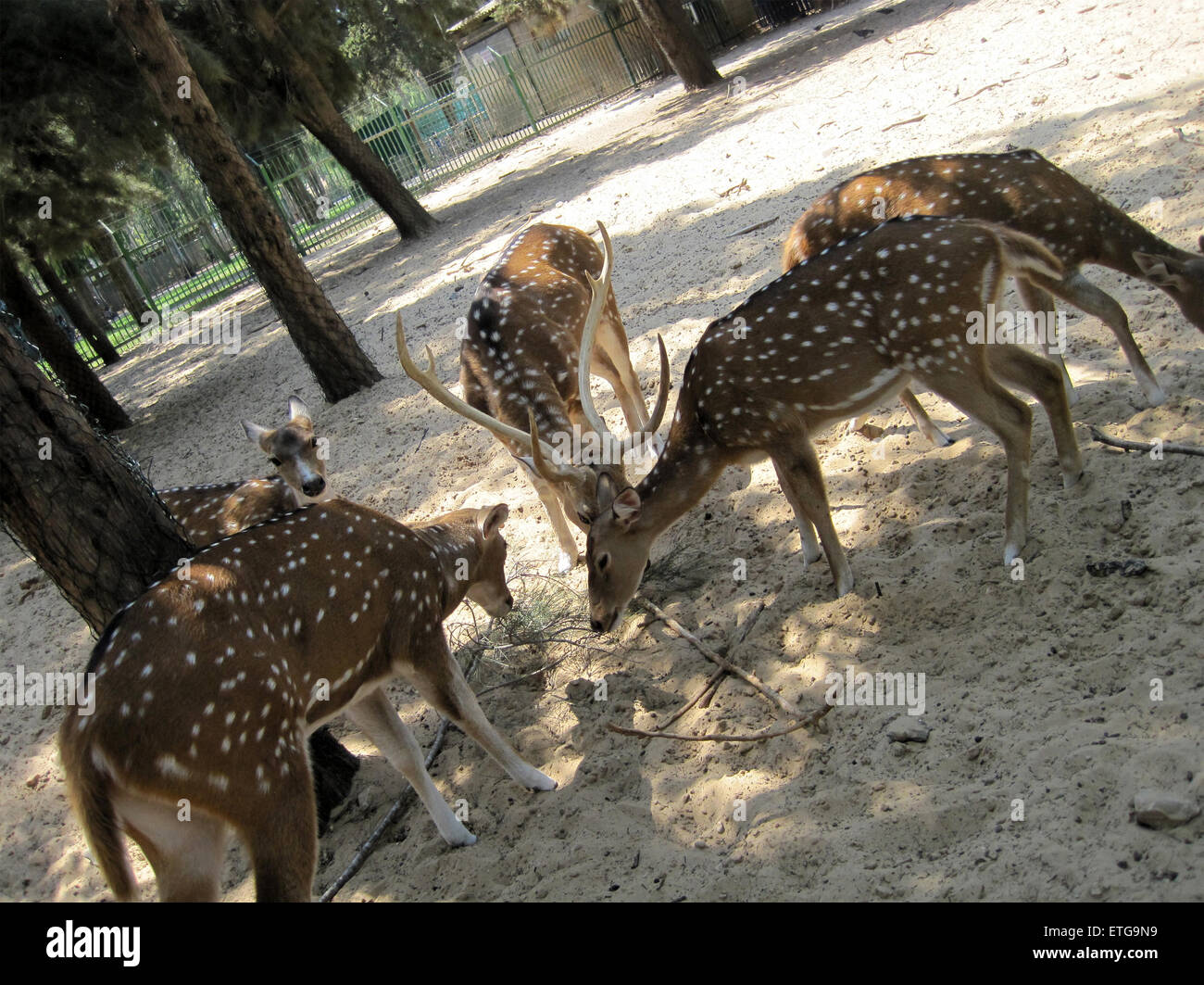 Chital hi-res stock photography and images - Alamy