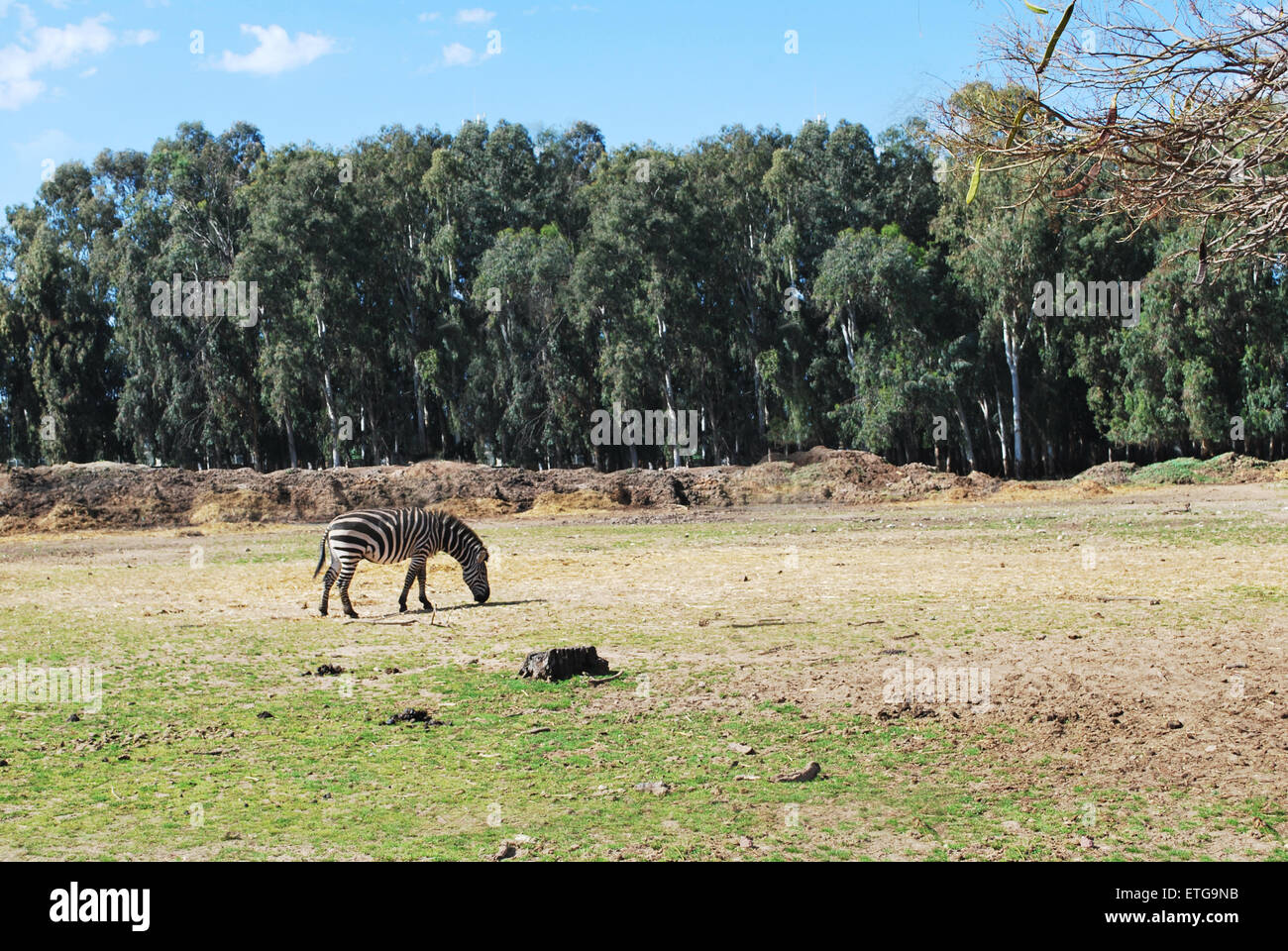 Zebra in the field Stock Photo - Alamy