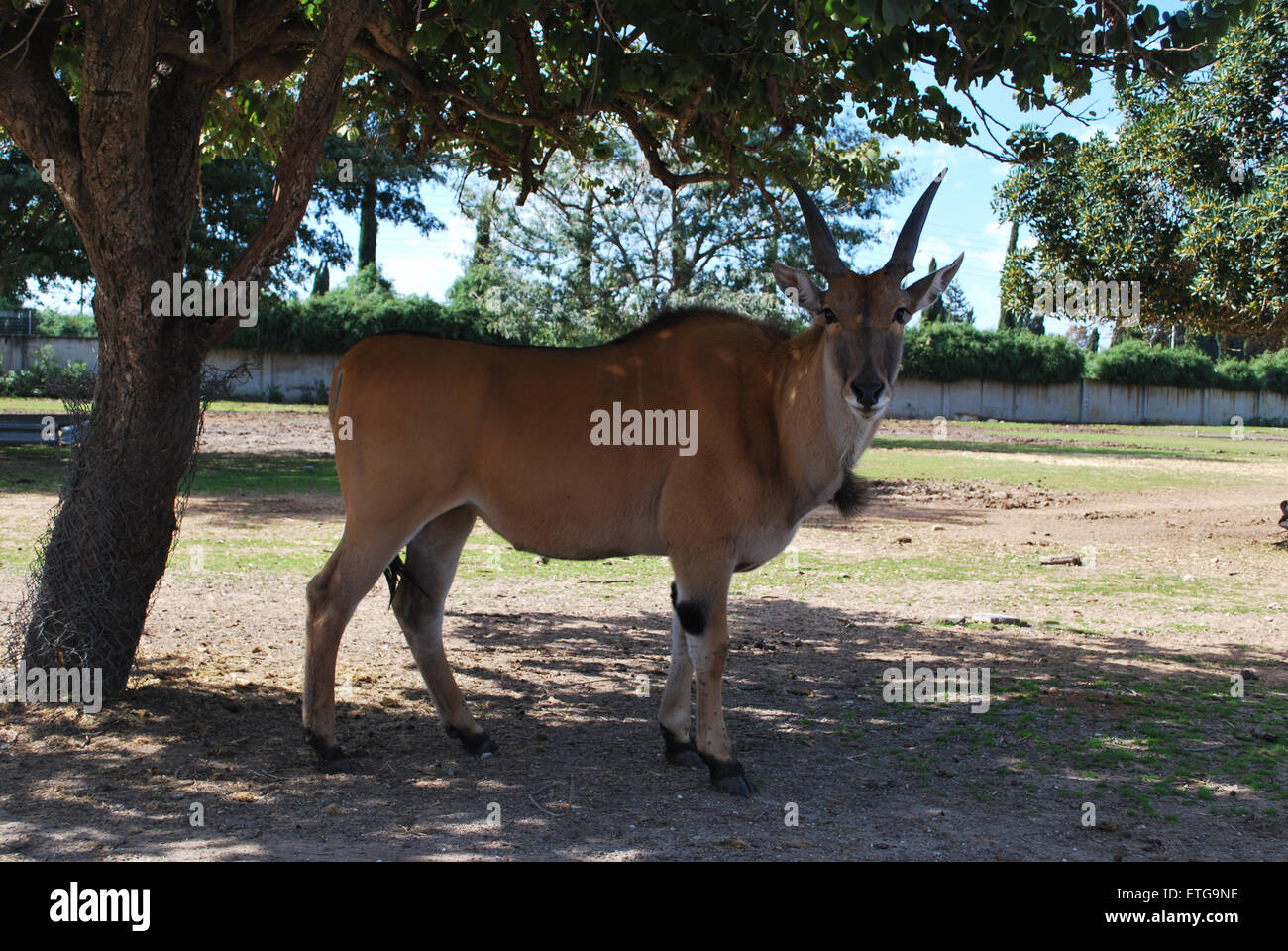 Eland animal hi-res stock photography and images - Alamy