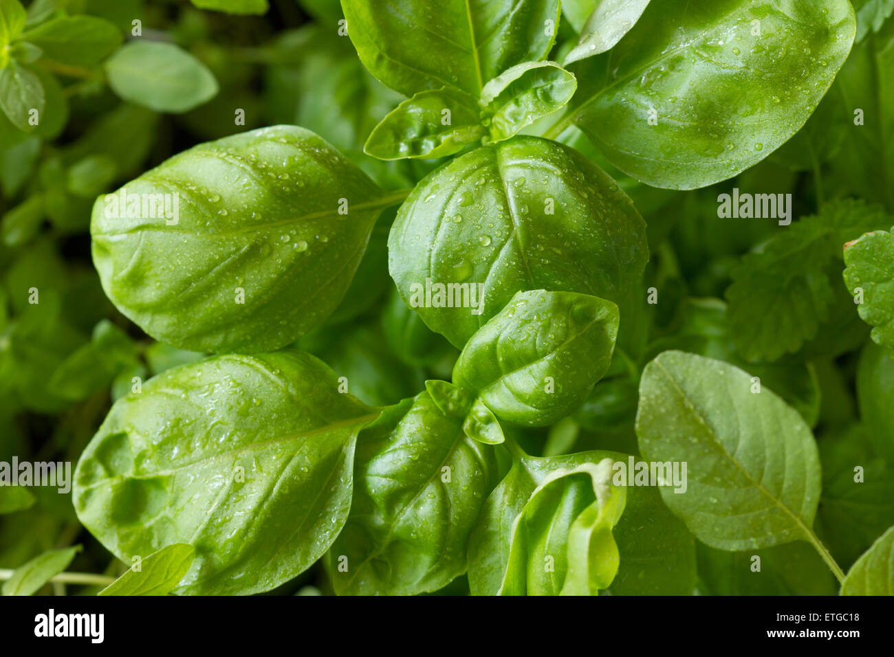 Fresh basil growing on clay. Isolated on white background Stock Photo - Alamy