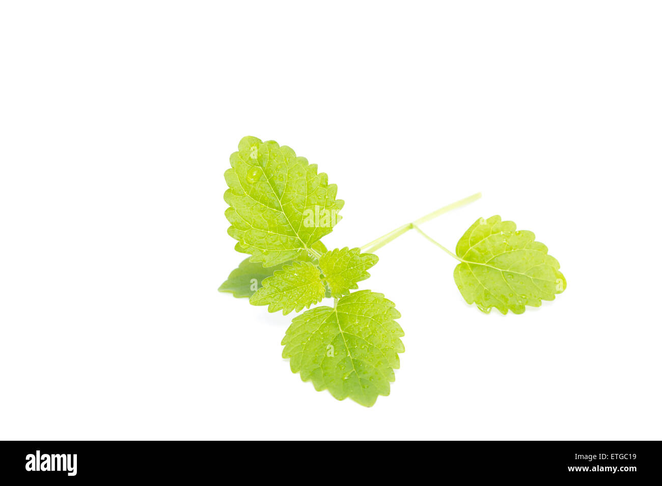 Fresh balm with dew isolated on white background Stock Photo - Alamy