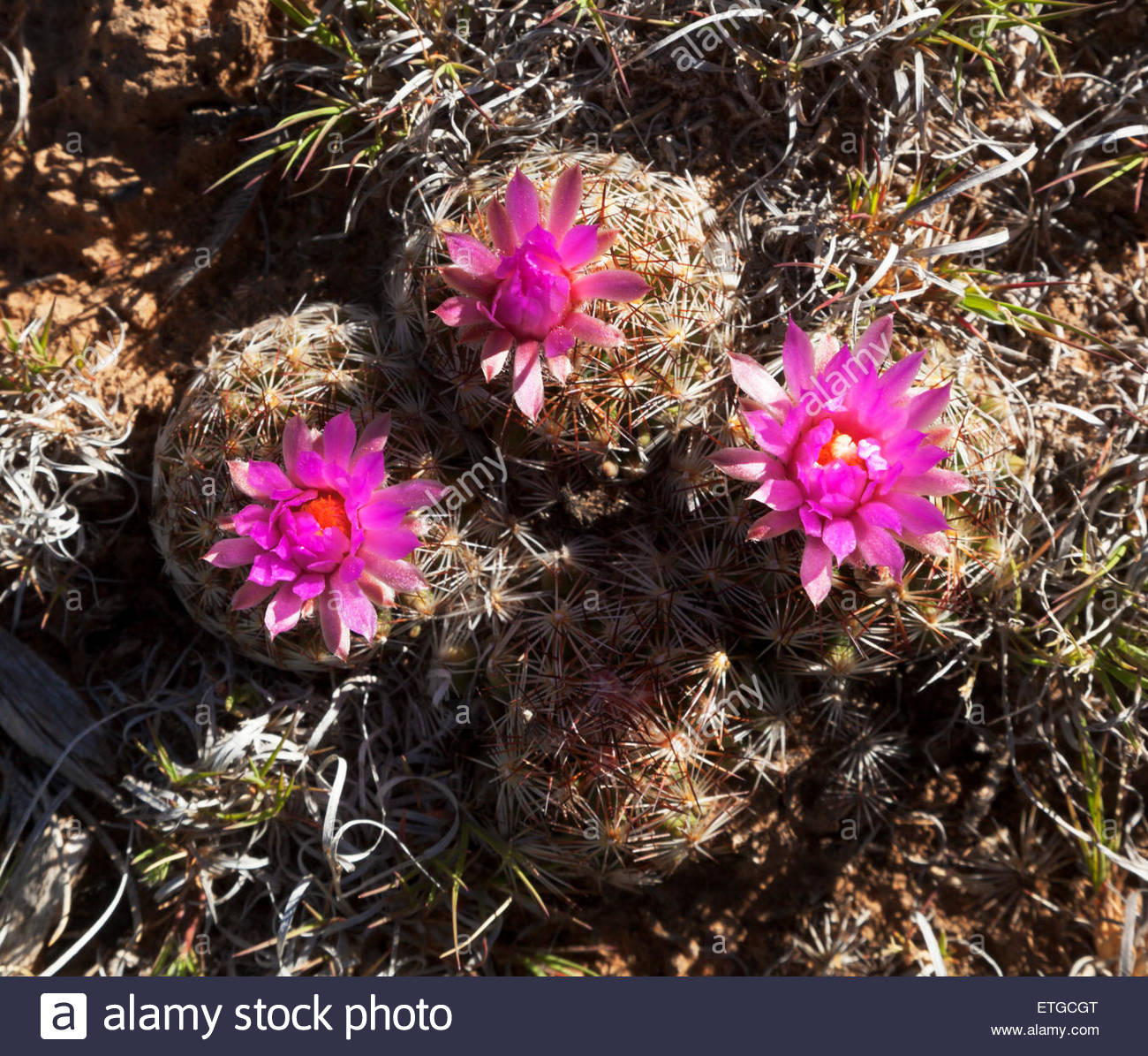 Coryphantha Stock Photos & Coryphantha Stock Images - Alamy