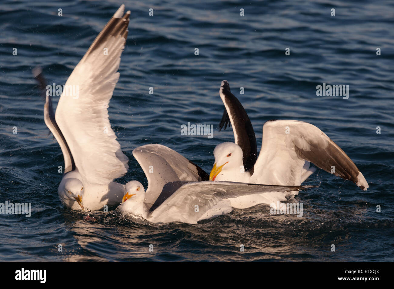 A group of seagulls Stock Photo - Alamy