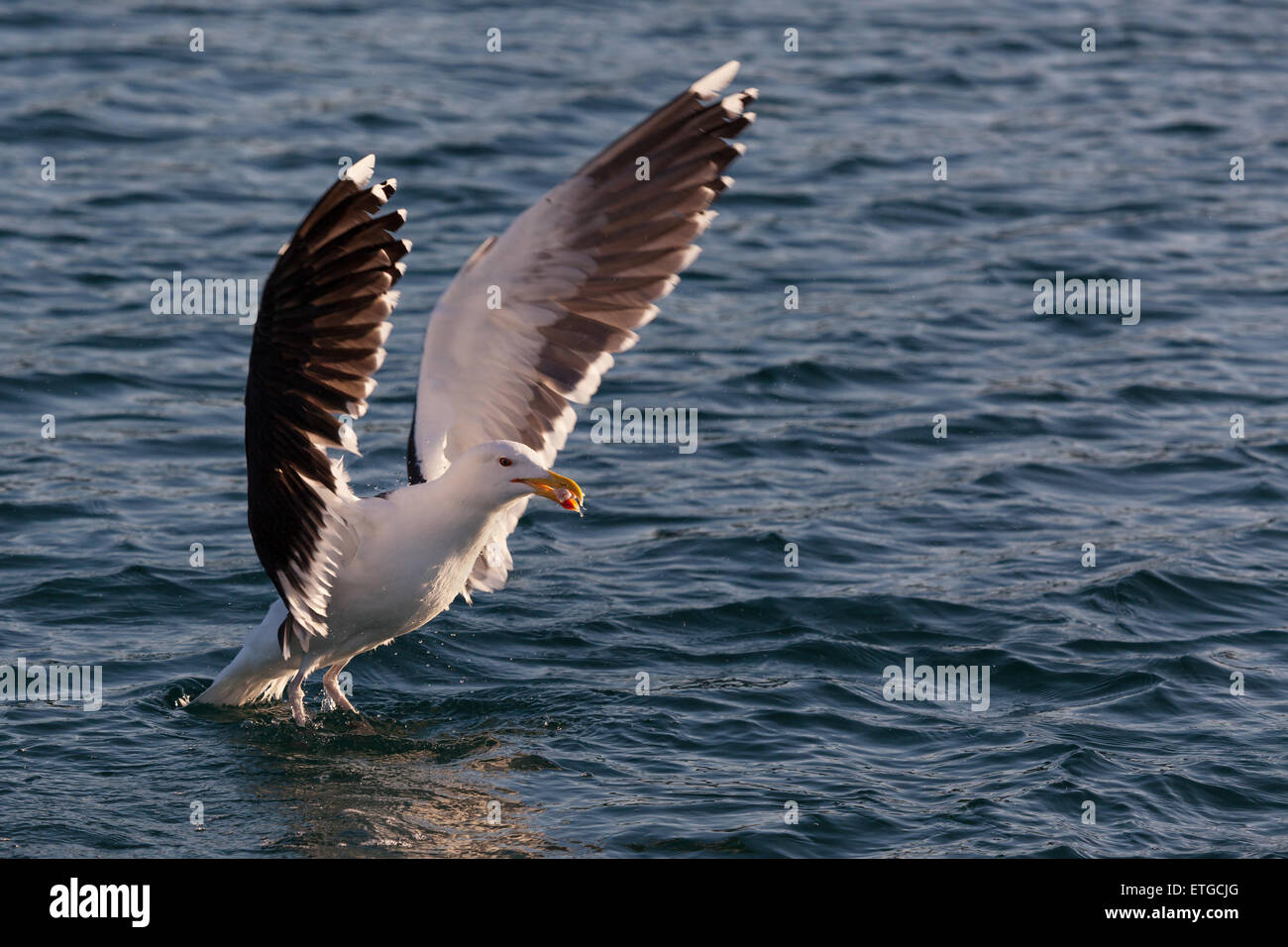 A seagull taking off Stock Photo - Alamy