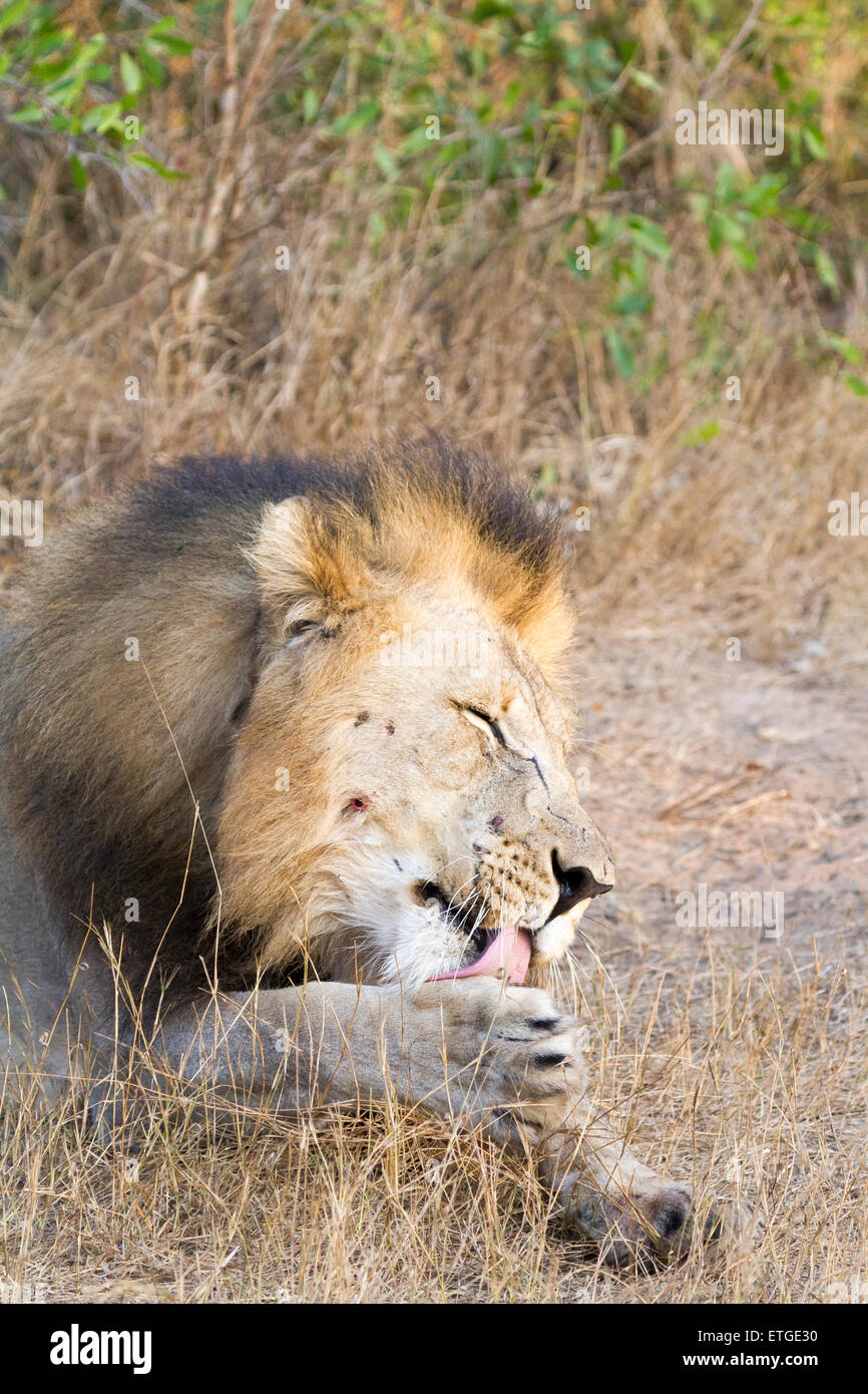 Male lion washing hi-res stock photography and images - Alamy