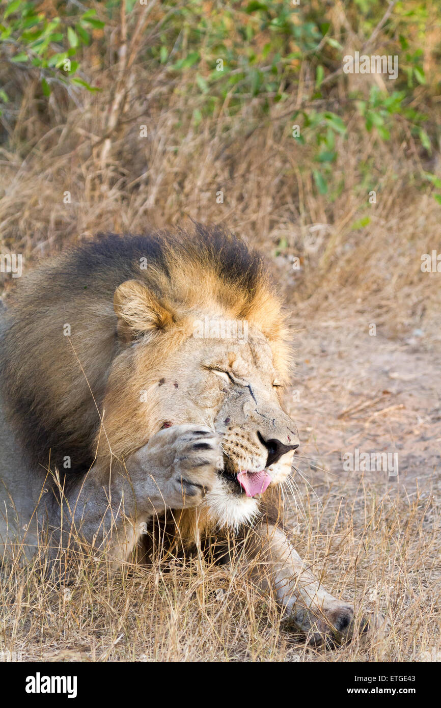 Male lion washing hi-res stock photography and images - Alamy