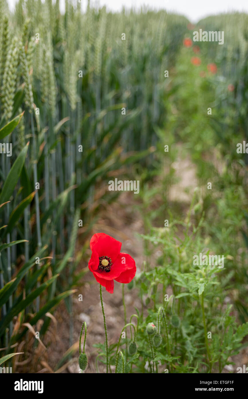 Kent poppies village hi-res stock photography and images - Alamy