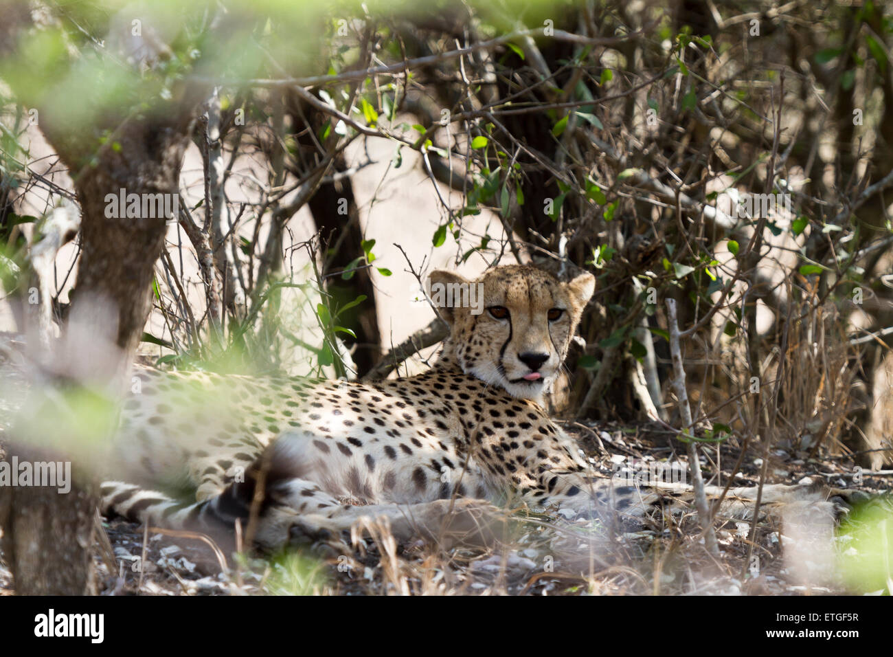 Cheetah resting under tree hi-res stock photography and images - Alamy