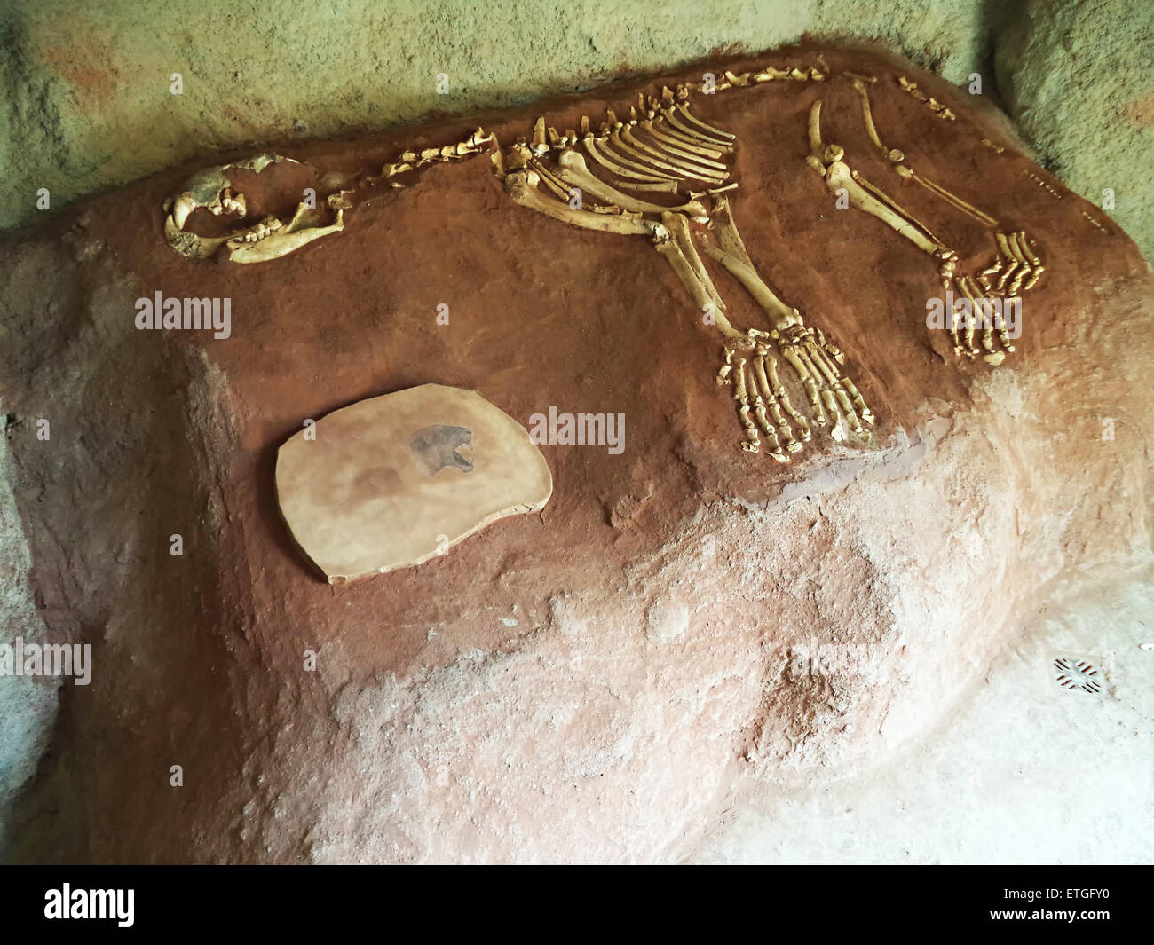 Lion skeleton hi-res stock photography and images - Alamy