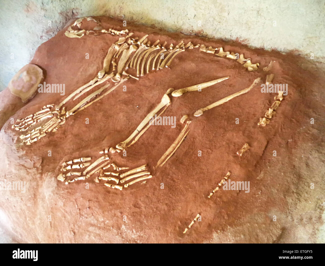 Lion skeleton hi-res stock photography and images - Alamy